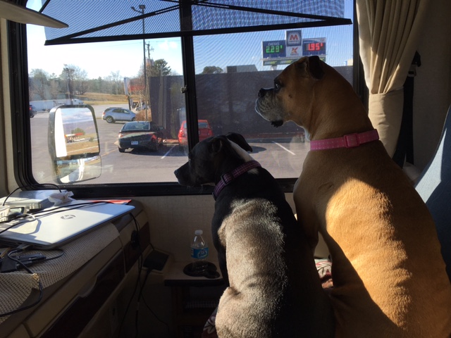 RV 101® – RV Travel with Pets – RV 101® – RV Education 101®